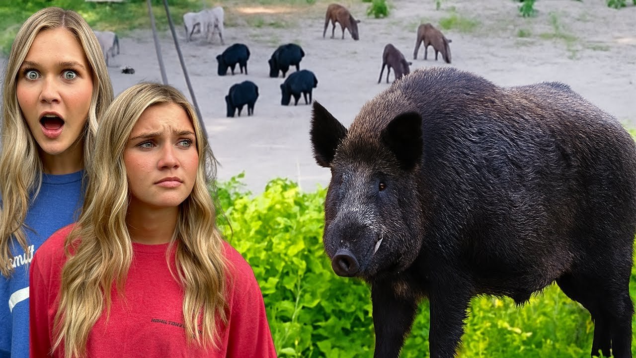 Twins and Hogs in a Farm Challenge