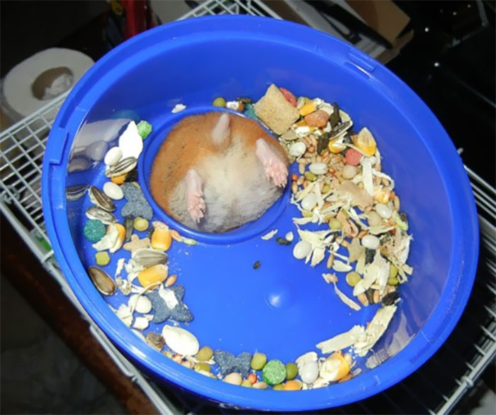 38 Poor Animals Who Ran Out Of Luck And Got Stuck While Eating