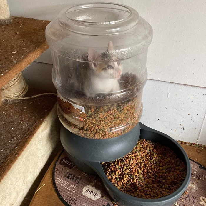 38 Poor Animals Who Ran Out Of Luck And Got Stuck While Eating