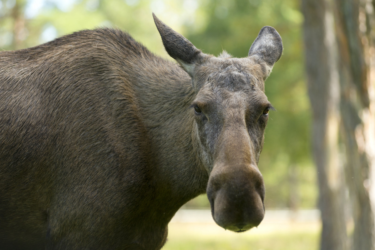 Utah Woman's Unlikely Friendship With a Gentle Moose Who Visits Her ...