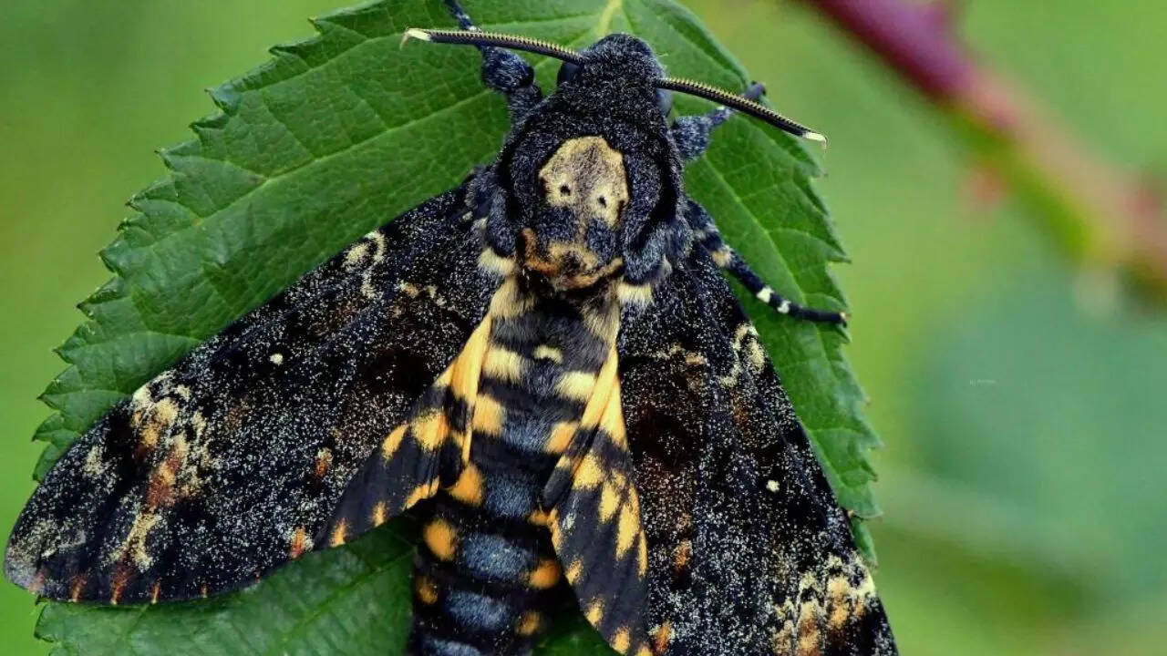 Meet the moth with a human skull on its back: Inside the mysterious ...