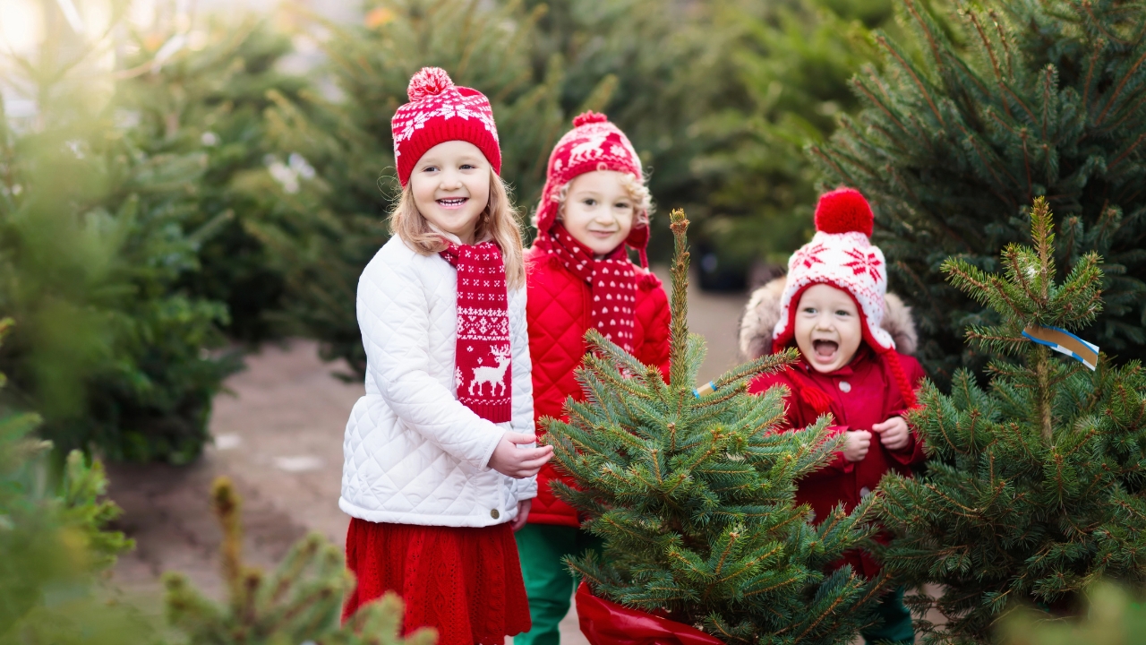 TikTok Gardener’s Tips For Choosing the Best Type of Christmas Tree
