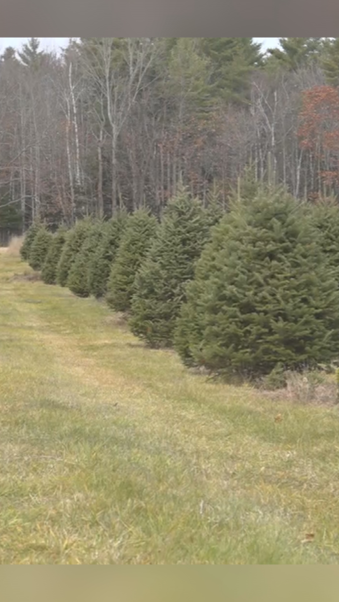 Maine celebrates Christmas Tree Day as local farms gear up for the season