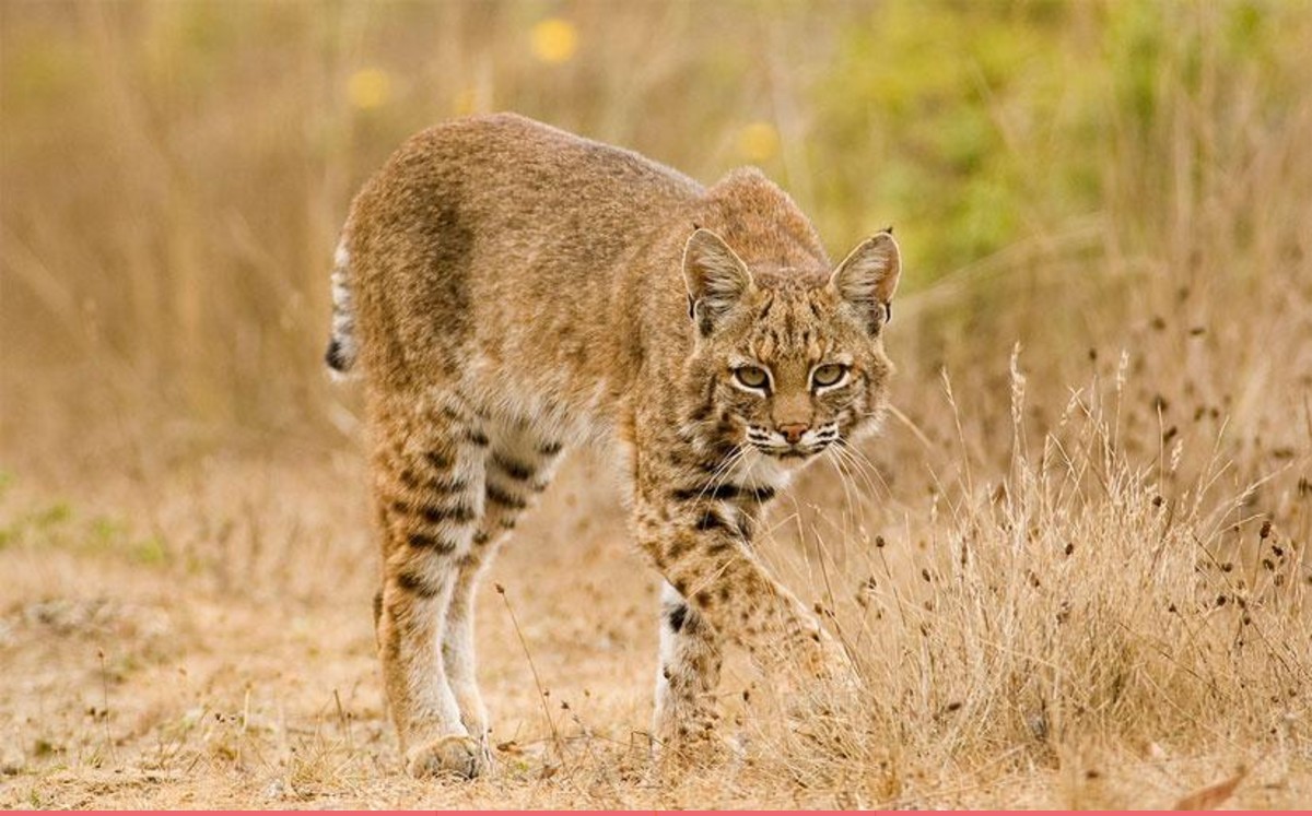 El lince rojo en Tamaulipas: un felino discreto que vale la pena conocer