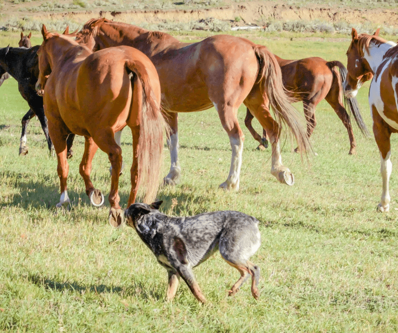 18 Key Things You Should Know About the Blue Heeler, the True ...