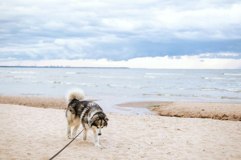 9 Dangerous Things Dog Owners Unknowingly Do