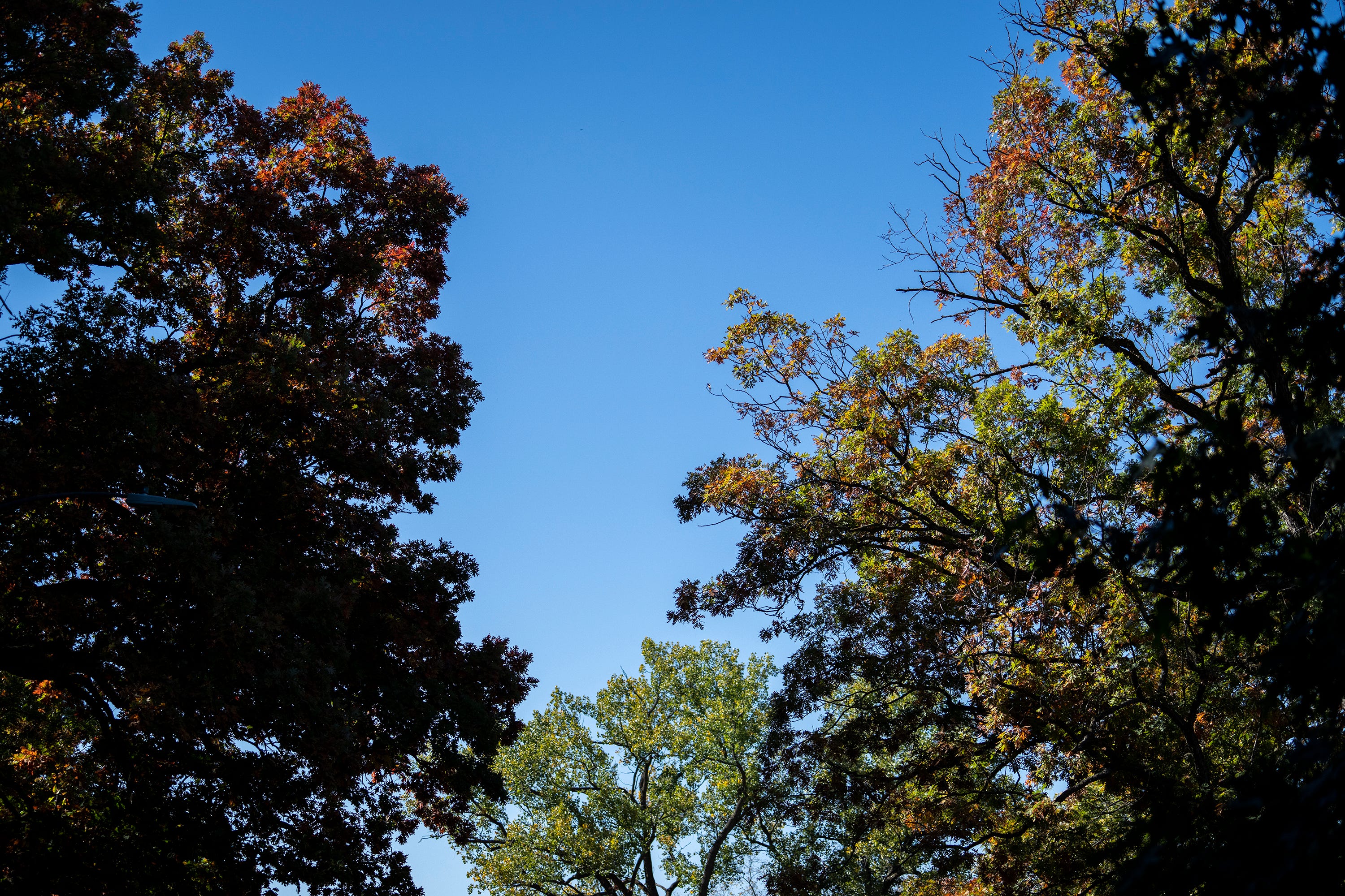1 million trees can plant a legacy for central Iowa's future | Opinion