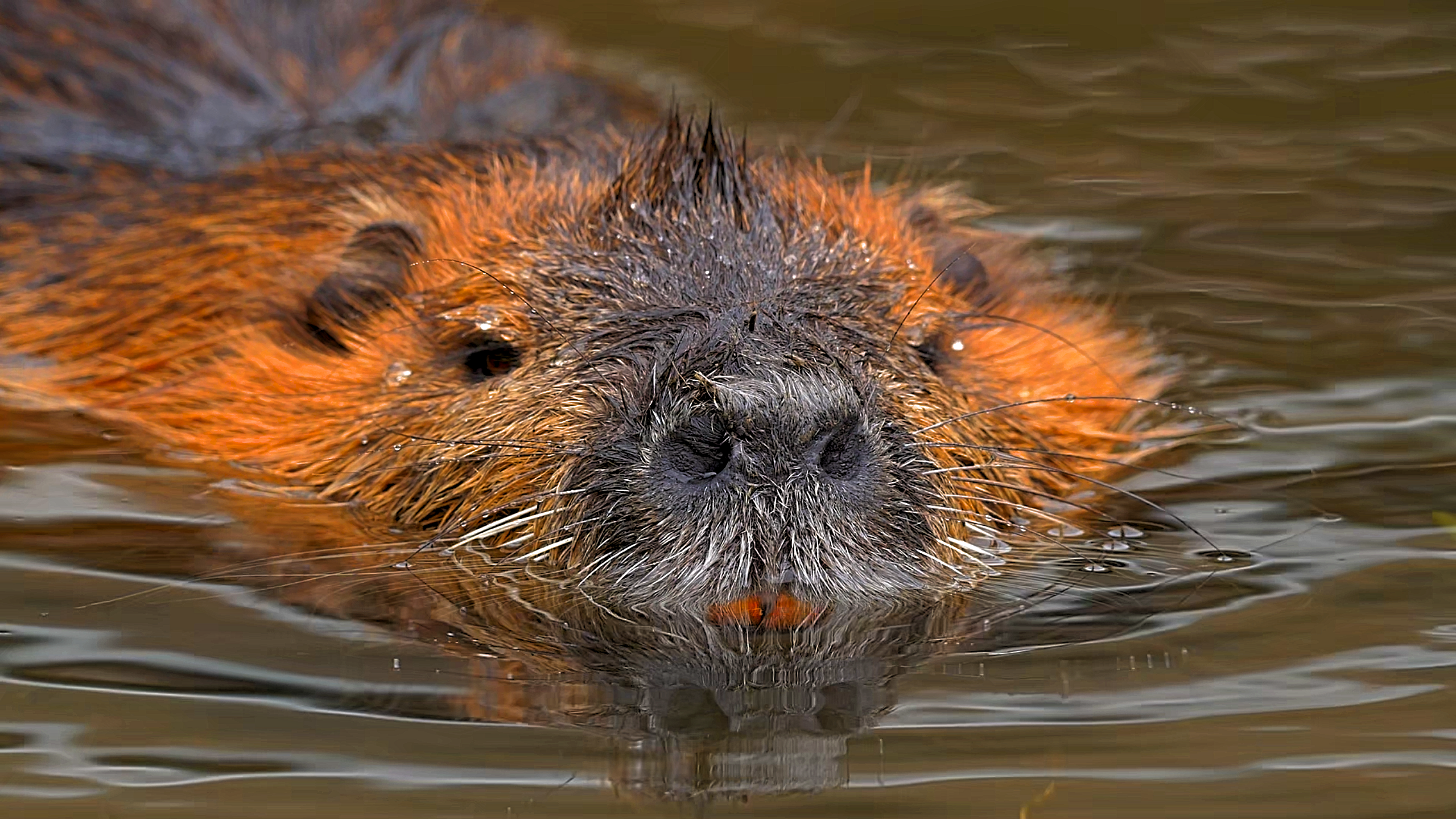 A Funny Moment with a Nutria on the Lakeshore