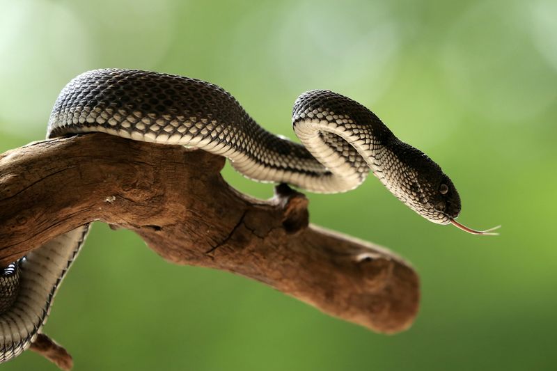 10 Of The Coolest Facts About Snakes