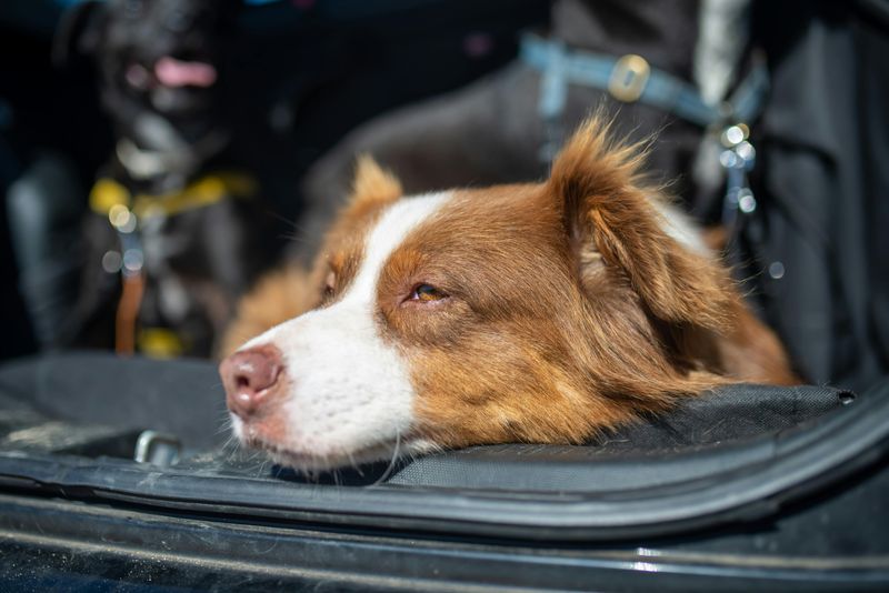 9 Dangerous Things Dog Owners Unknowingly Do
