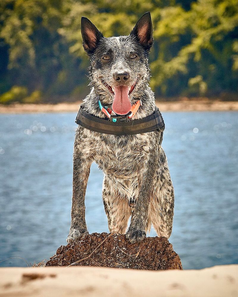 18 Key Things You Should Know About the Blue Heeler, the True ...