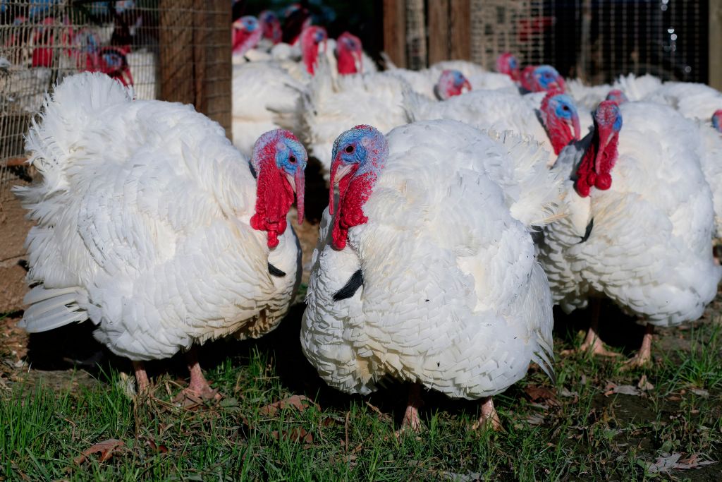 Turkeys Become Unlikely Therapy Animals
