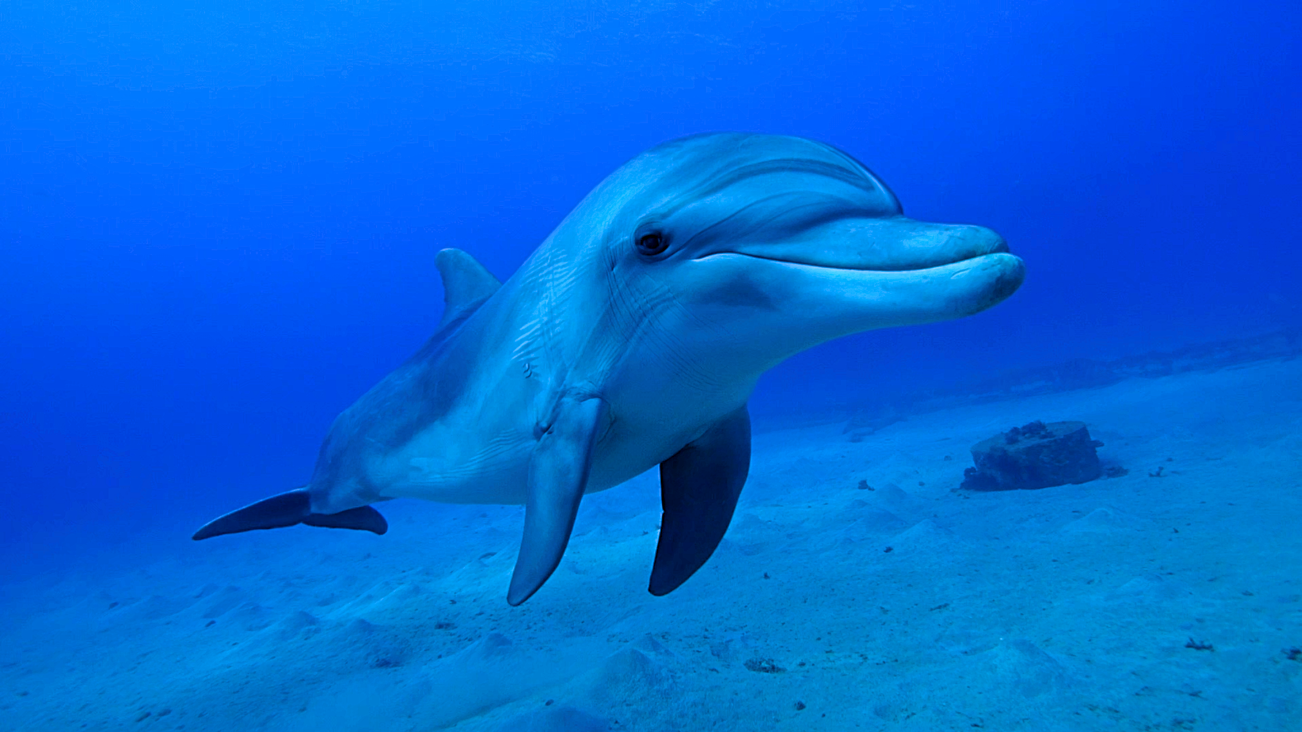 A Playful Dolphin Spotted My Hidden Ocean Camera and Left Me a Video ...