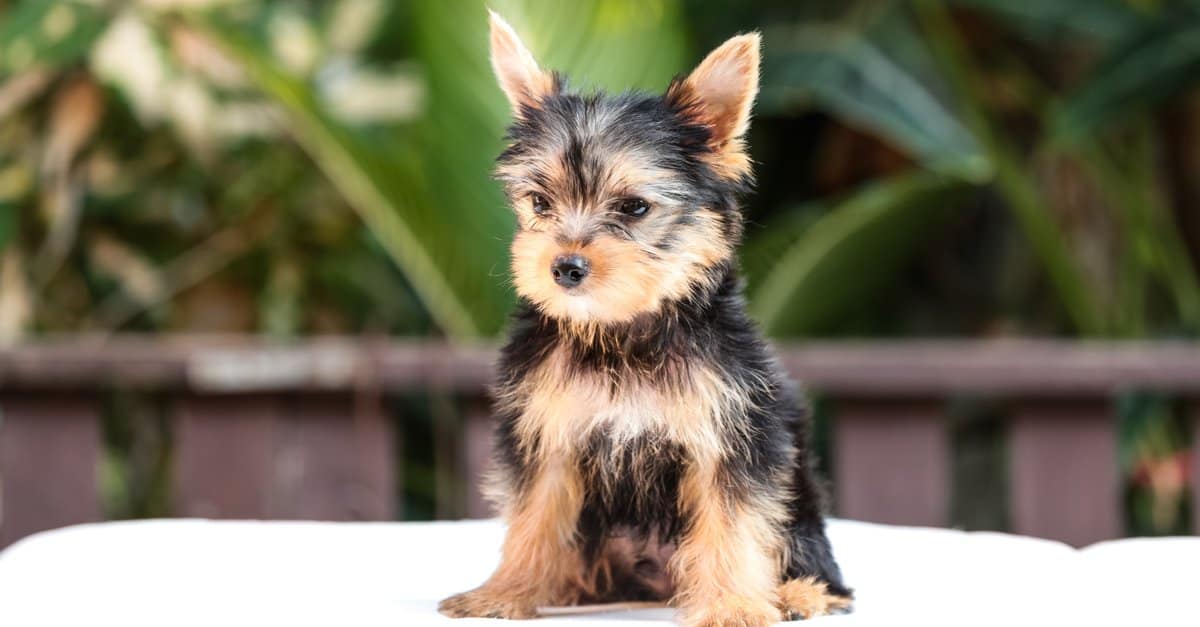 I Always Dreamed of Getting a Yorkie, But These 6 Red Flags Scared Me Off