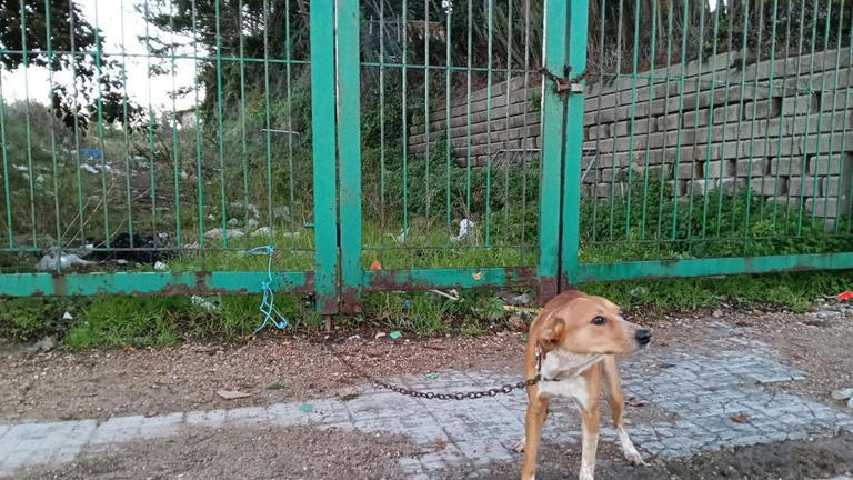 Catena al collo e legato a un cancello: Sassari, salvato un cane abbandonato