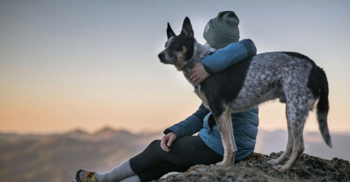 18 Key Things You Should Know About the Blue Heeler, the True ...