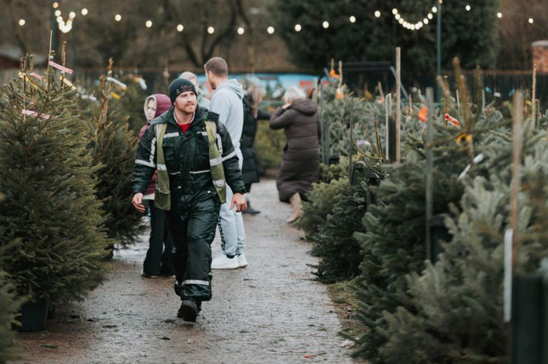 Nine places to pick-your-own Christmas tree in Staffordshire