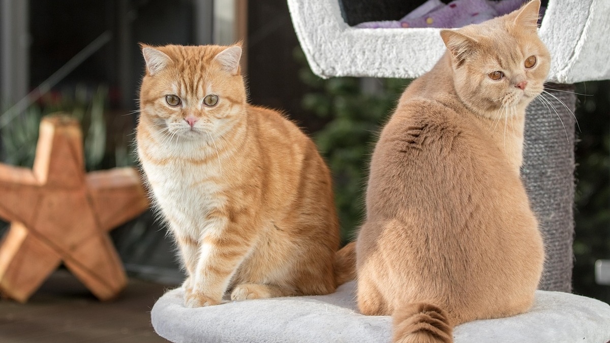 Test your love for cats with these 10 clues that few manage to solve