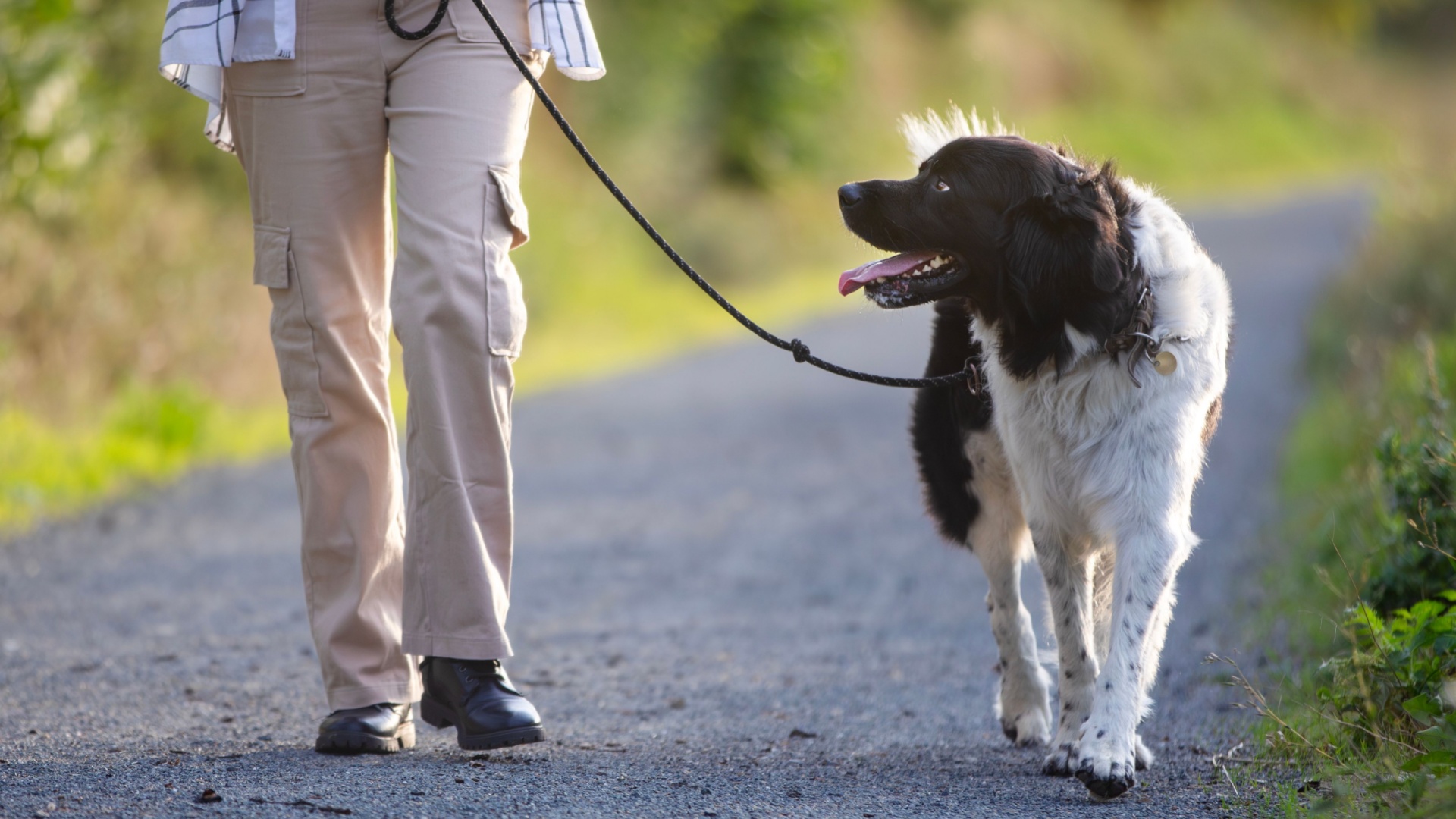 9 Dangerous Things Dog Owners Unknowingly Do