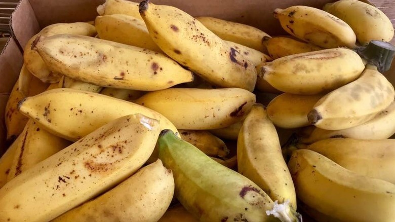 What Are Apple Bananas And What Do They Taste Like?