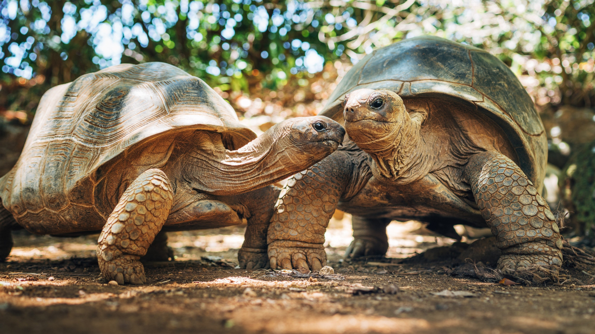 Why do animals have such different lifespans?