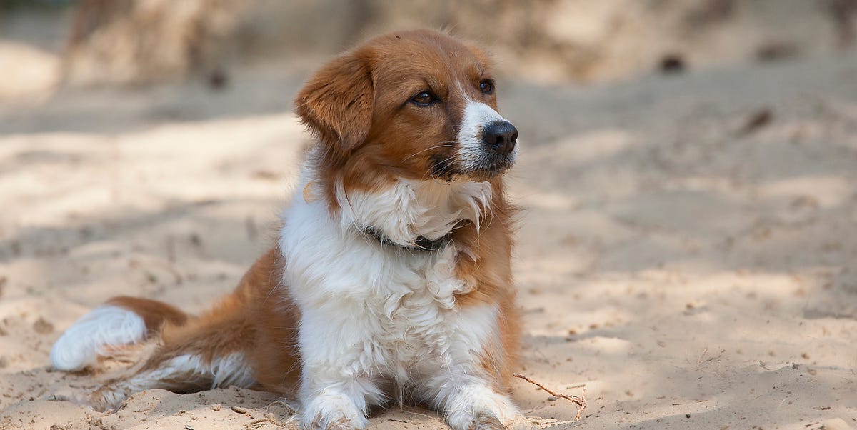 20 Rare Dog Breeds That Make Truly Extraordinary Companions