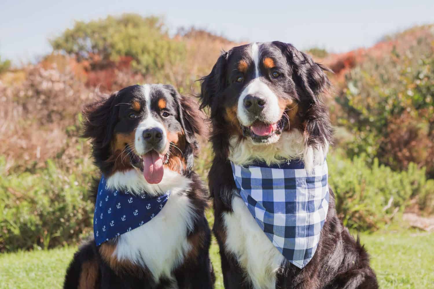 Fur-Ever Love or Faux Friend? The Pet Cloning Debate