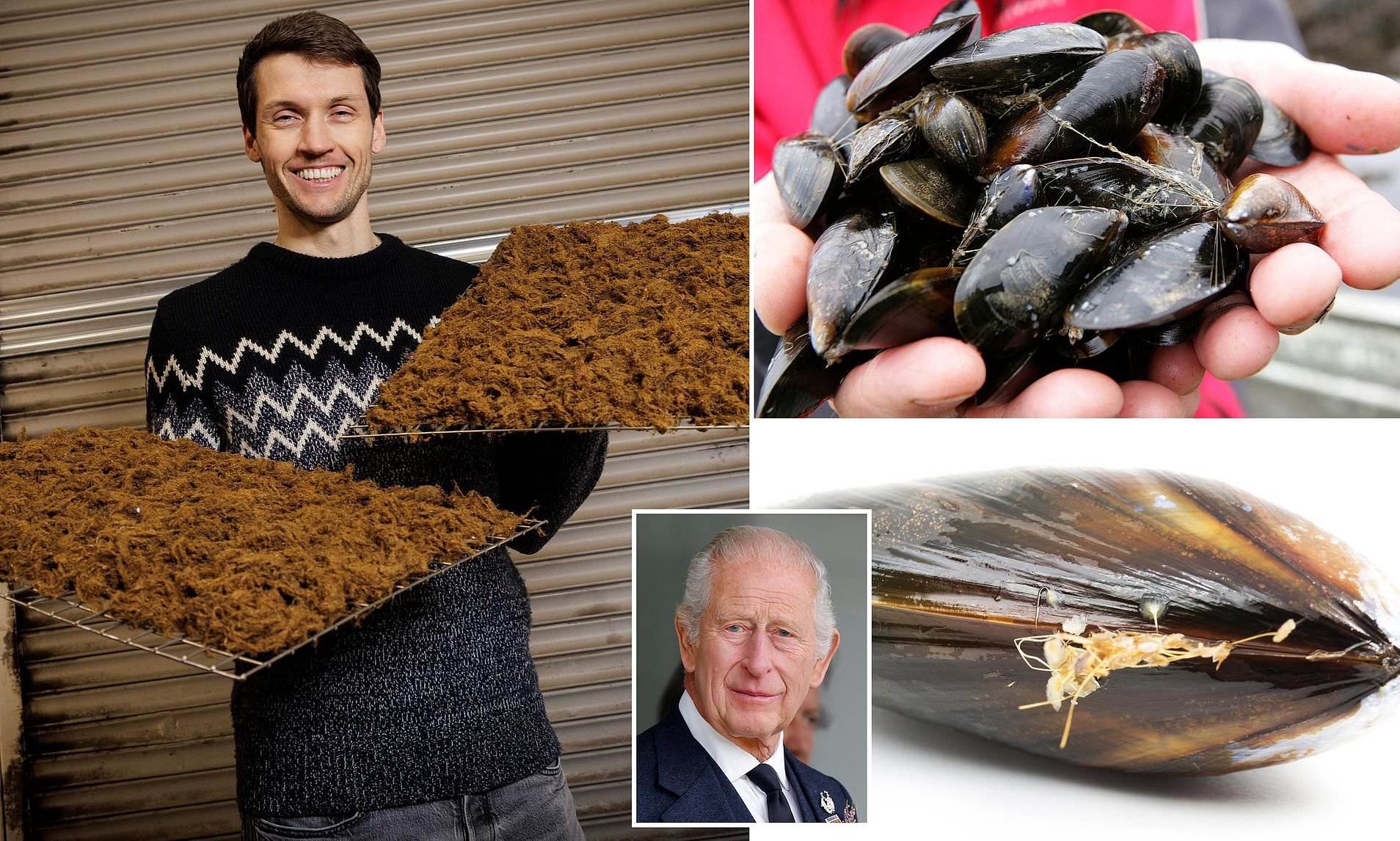 Sounds bonkers! King Charles backs project turning mussel 'beards' into ...