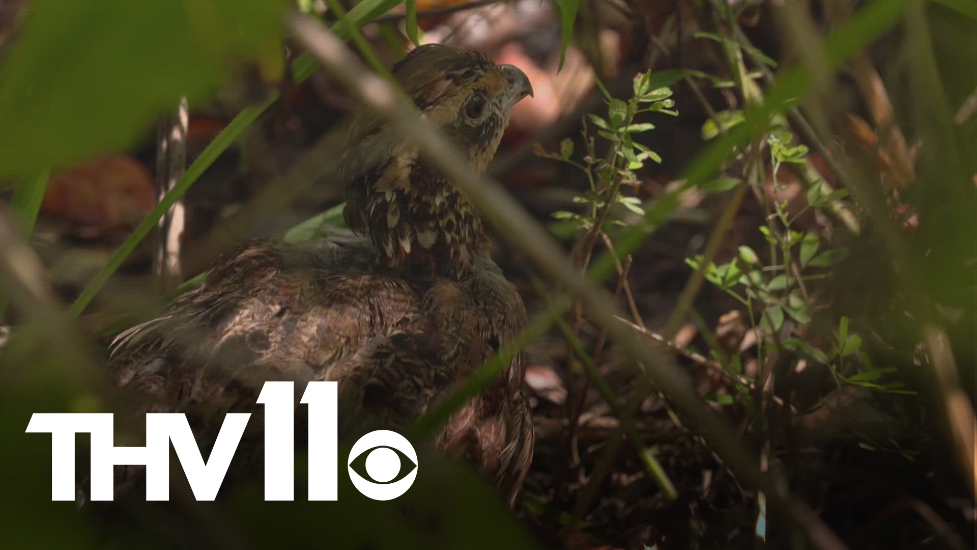 Duck season opening weekend | Outdoor Report