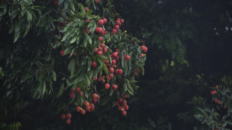 How To Eat Lychee, For The Uninitiated