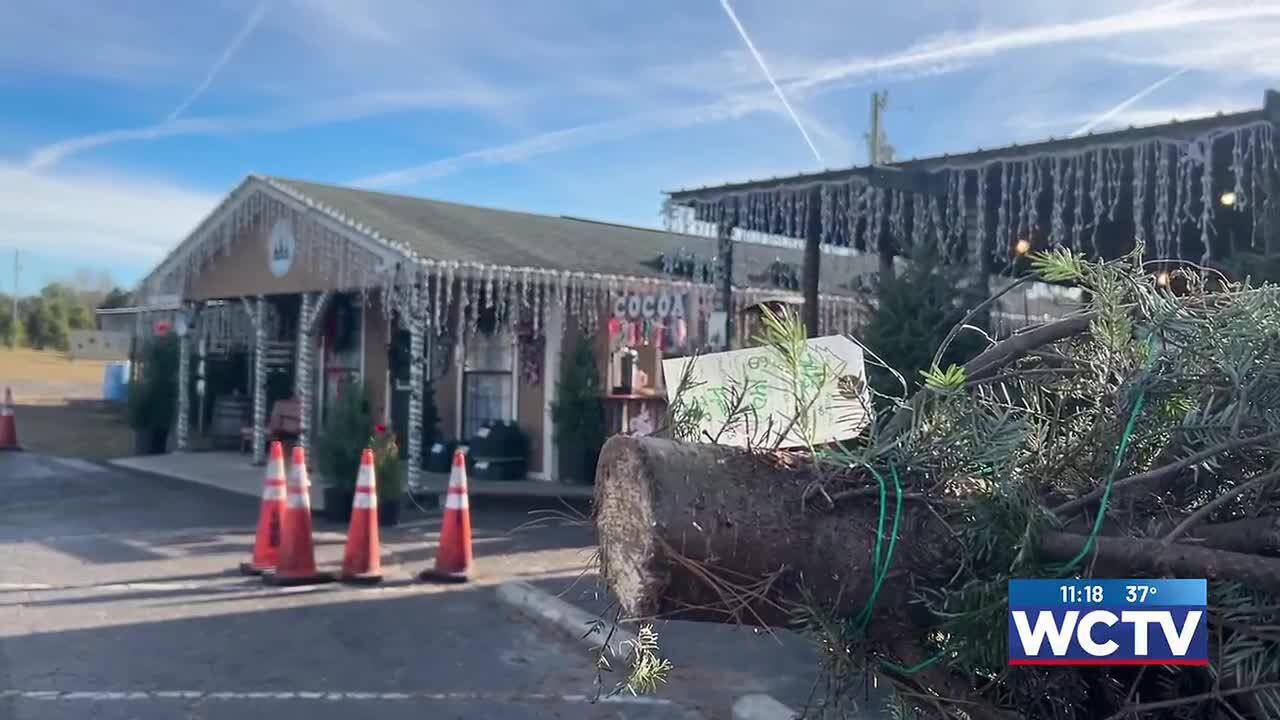 Havana Christmas Tree Farm says they’re ready for upcoming busy season