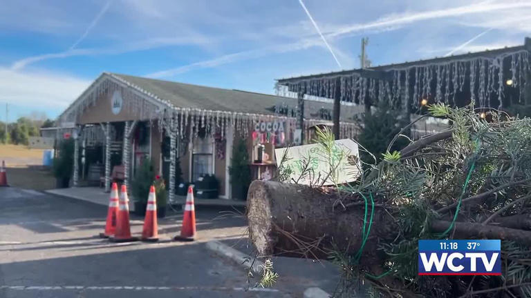 Havana Christmas Tree Farm says they’re ready for upcoming busy season