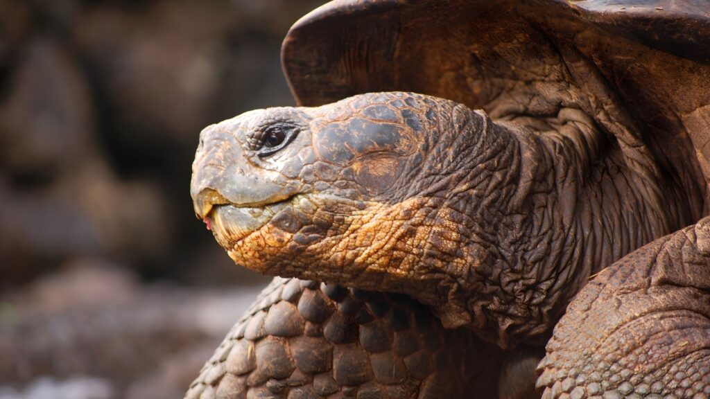 San Diego Zoo Says Goodbye to Its 141-Year-Old 'Queen' Tortoise
