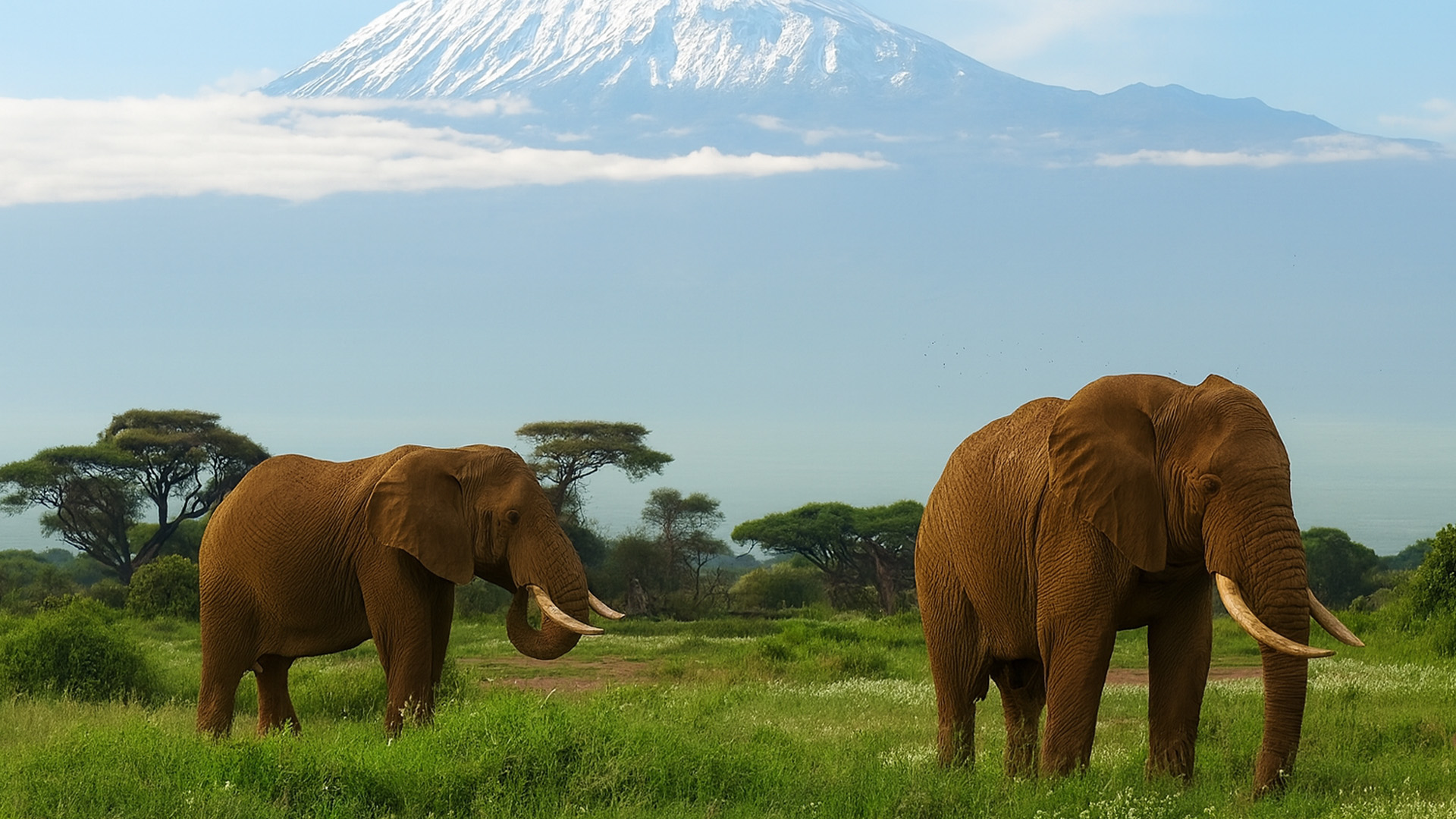 Qué hay bajo la sombra del Kilimanjaro