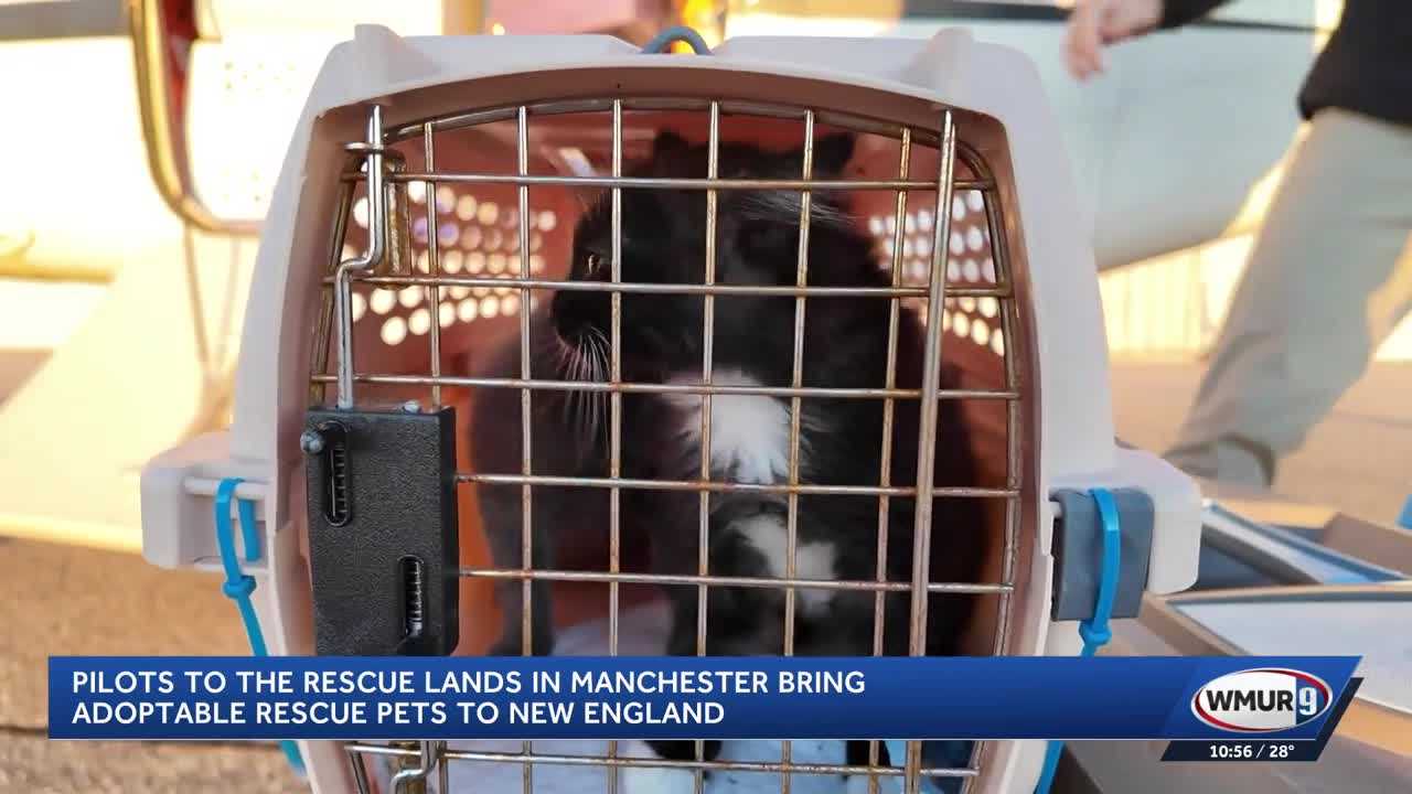 Pilots to the Rescue lands in Manchester, bringing adoptable rescue ...