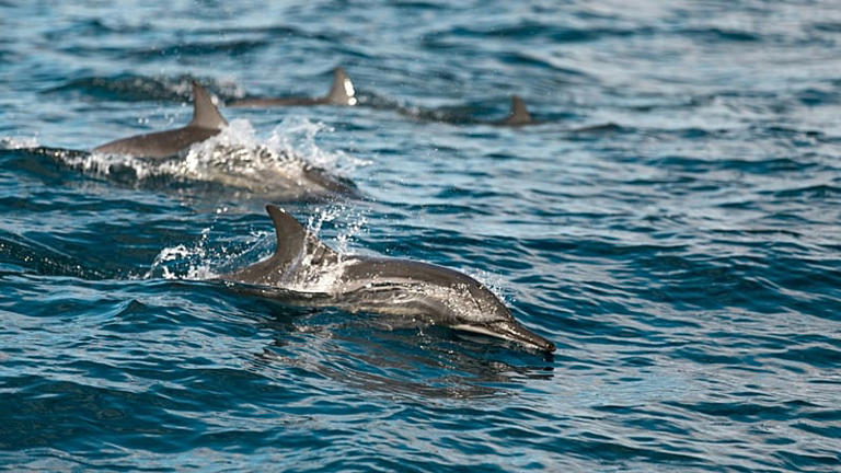 Dolphins and whales have ‘no place to hide’ from forever chemicals ...
