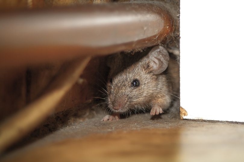 Deter rats from your home this January by placing 1 common kitchen ...
