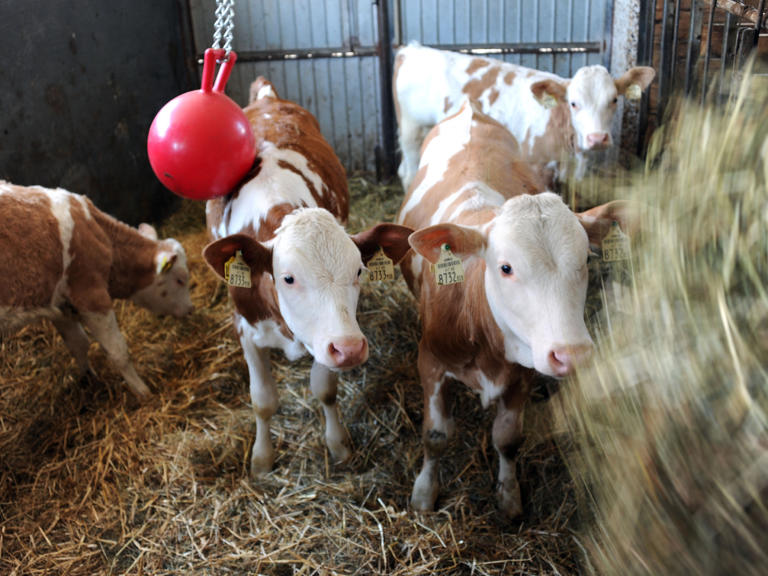 Altbauer stürzte im Stall sechs Meter tief ab - tot