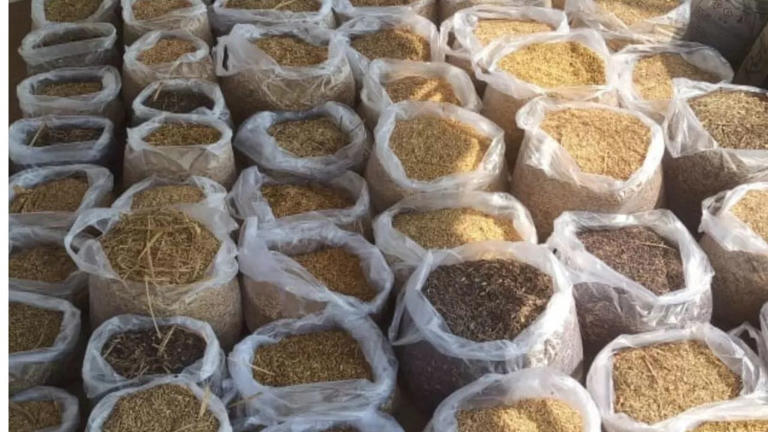 Build to Climb codes – December 2025