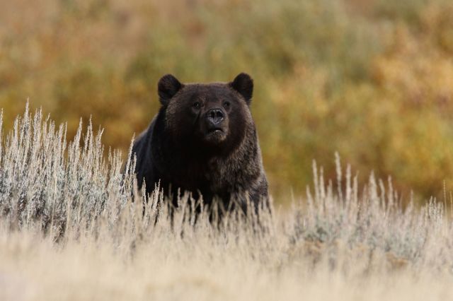 Photographer captures infuriating moment tourists trapped a grizzly ...