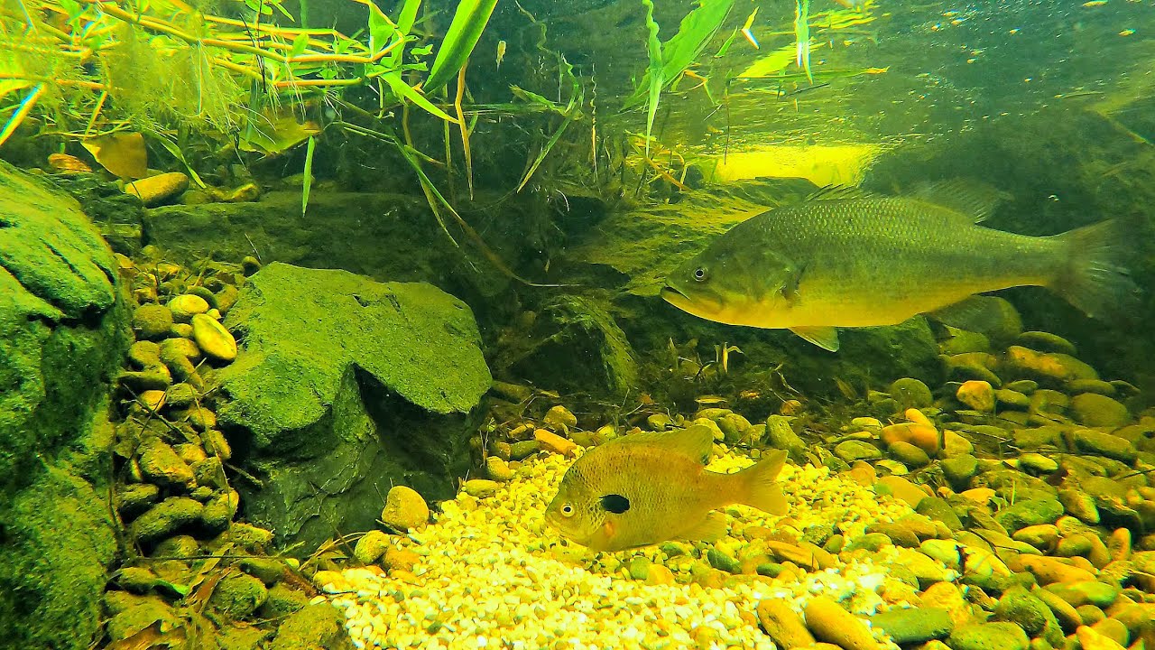 My pet bluegills are spawning!