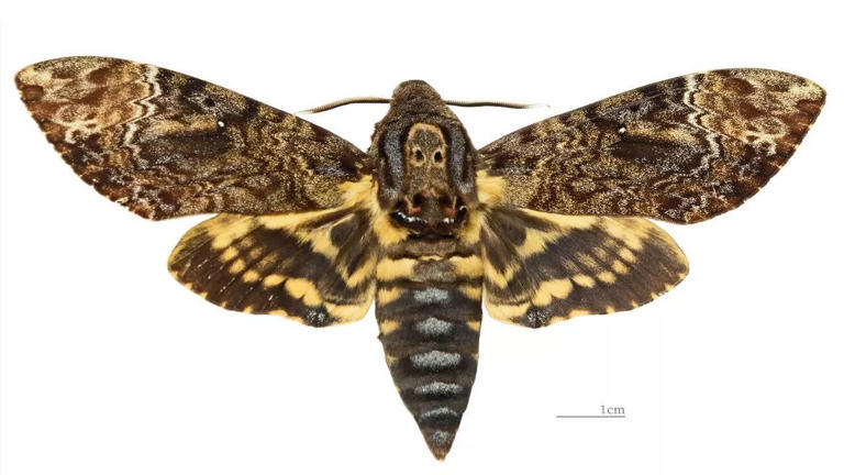 Meet the moth with a human skull on its back: Inside the mysterious ...