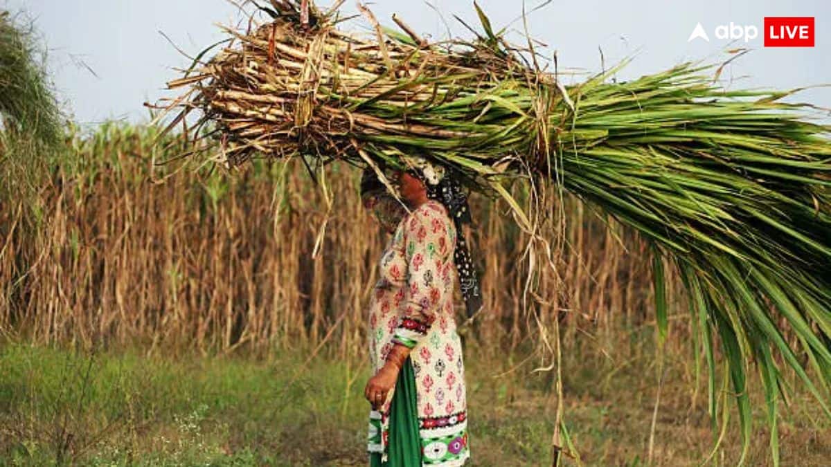 Uttarakhand Hikes SAP For Early, Normal Sugarcane Varieties By Rs 30 ...