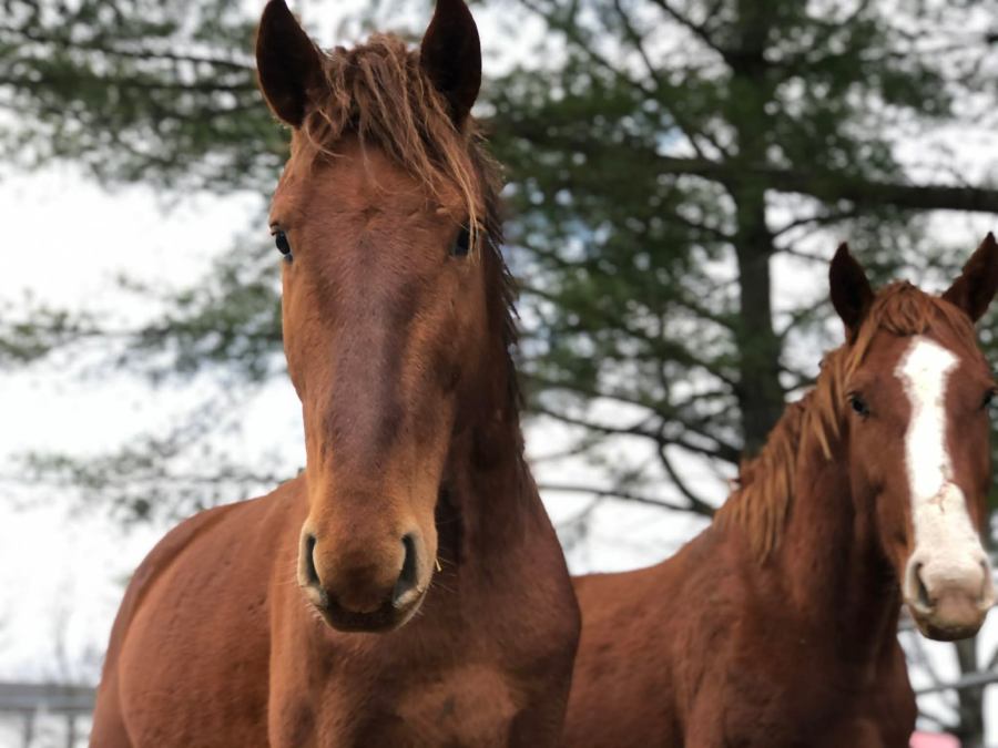 Nearly 40 horses moved from eastern Kentucky mine site by equine ...