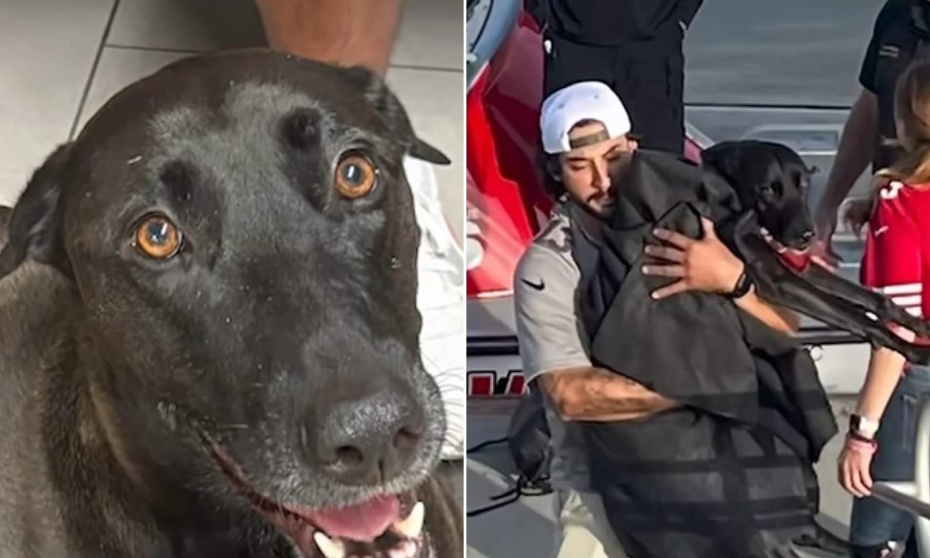 Missing dog found swimming half a mile from the shore is miraculously ...