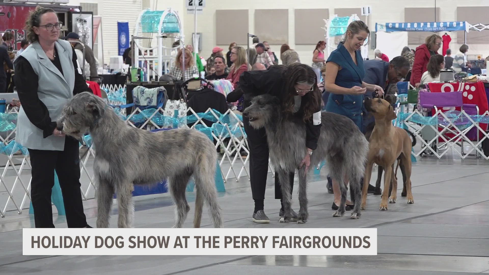 Over 1,500 dogs compete in annual Winter Wonderland Cluster dog show in ...