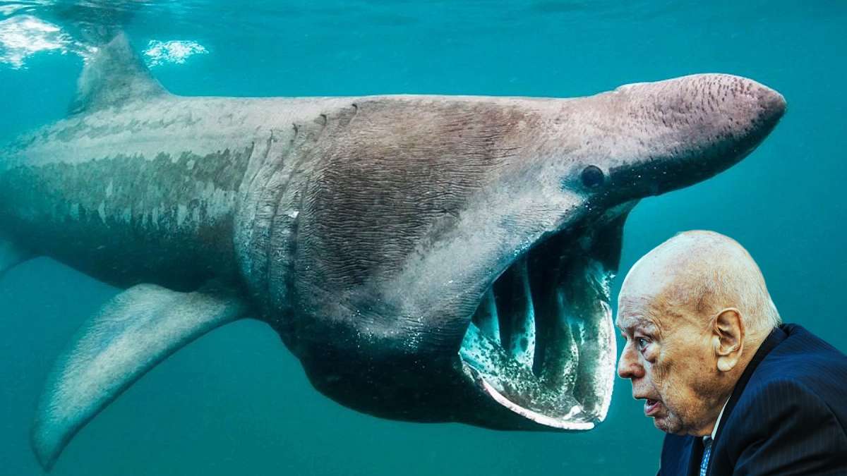 Jordi Pujol y el tiburón de Groenlandia