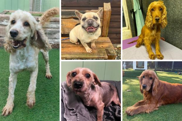 Five dogs looking for their forever home from Many Tears Rescue
