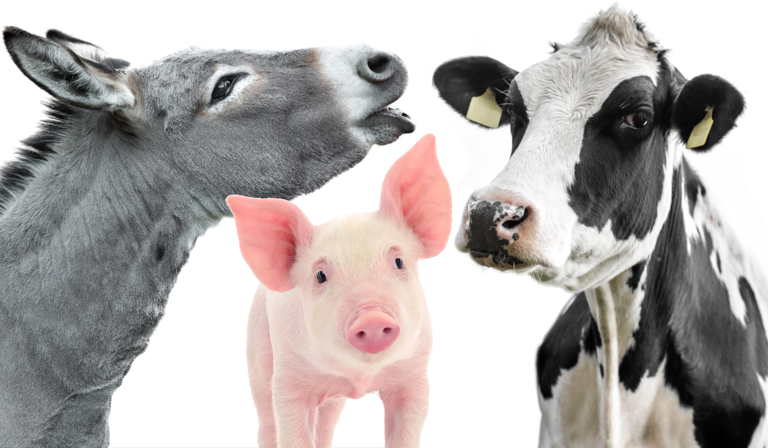 Psychotest. Jesteś jak krowa, świnia czy osioł? Sprawdź, do kogo ci ...