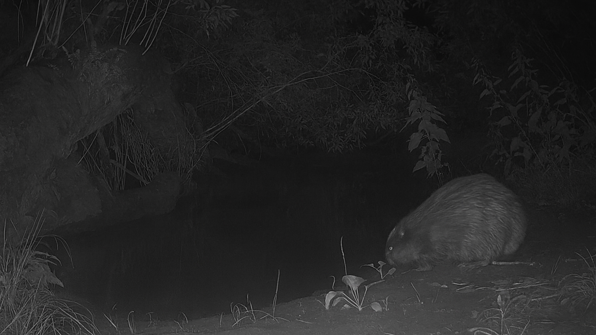 La videocamera ha seguito il fiume e ha scoperto questo